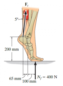 The Achilles tendon force - Question Solutions